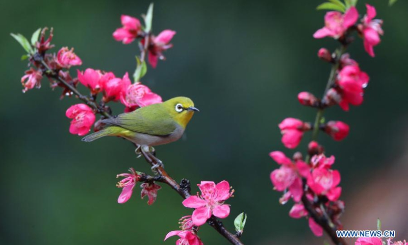 Birds across China - Global Times