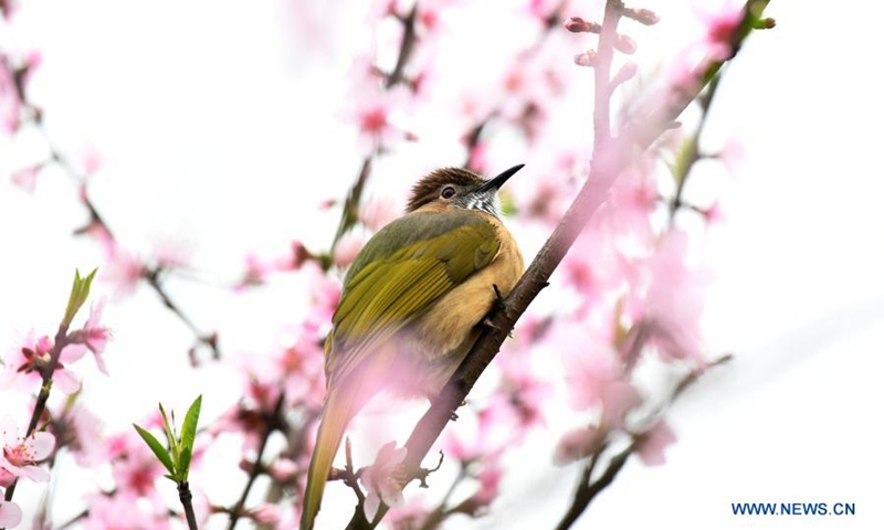 Birds across China - Global Times