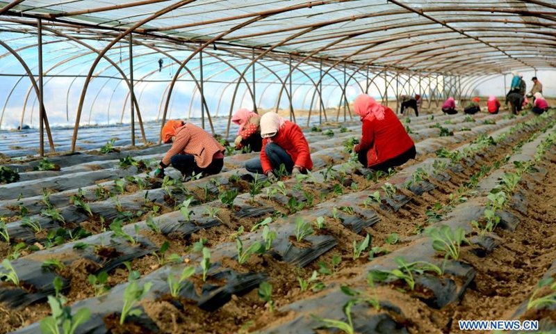 Spring farming underway across China - Global Times