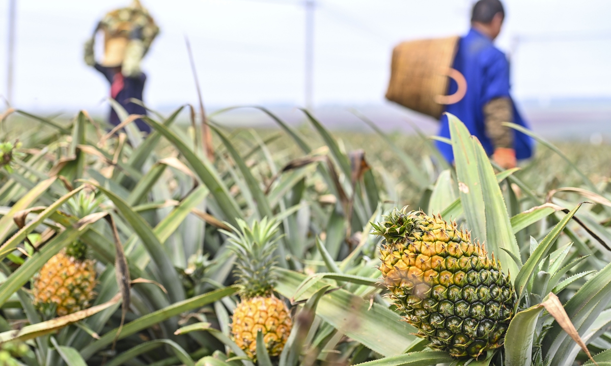 Harvest in hometown of pineapples - Global Times