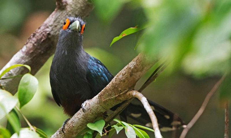 Chestnut-bellied malkoha seen in Singapore - Global Times