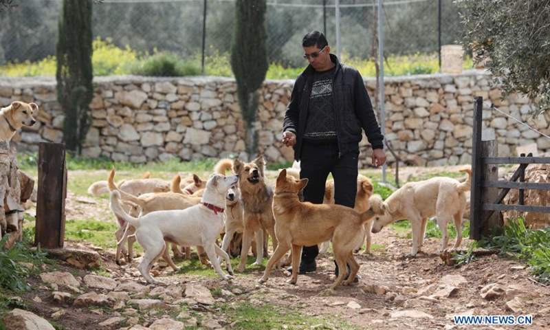 Palestinian man and his father work at shelter for stray dogs - Global ...