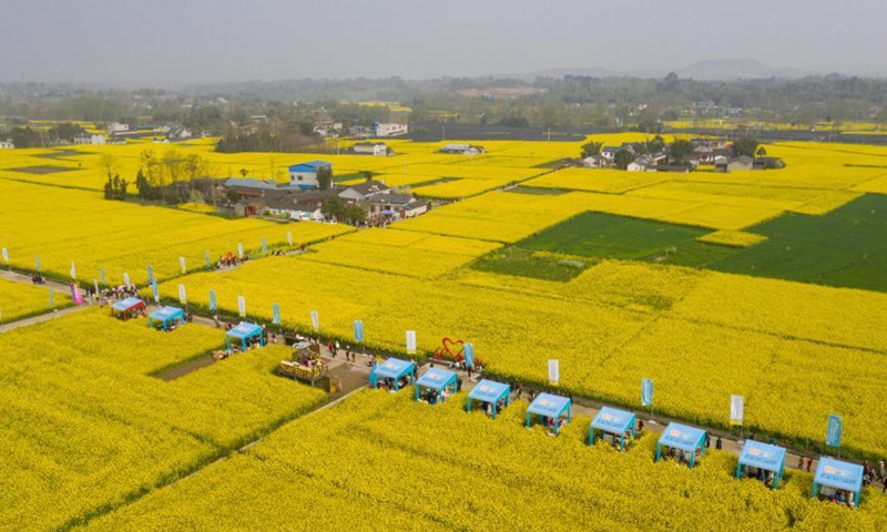 Scenery of cole flower in Sichuan - Global Times