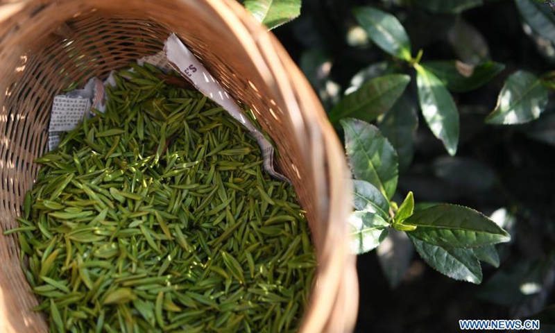 Farmers busy picking tea leaves in Gansu - Global Times