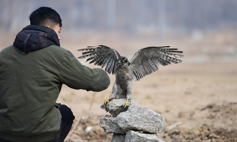 Rescued raptors released into the wild in Shenyang - Global Times