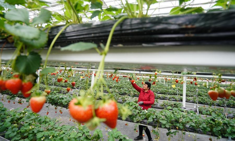 Strawberry industry boosts local incomes in Nanjing, E China - Global Times