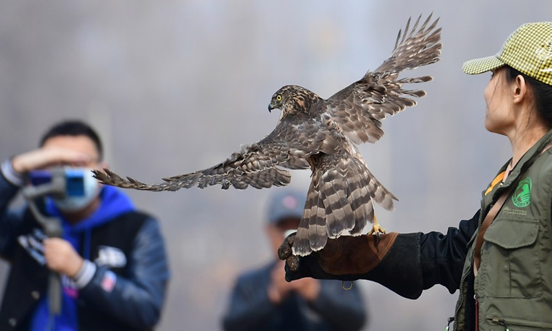 Rescued raptors released into the wild in Shenyang - Global Times