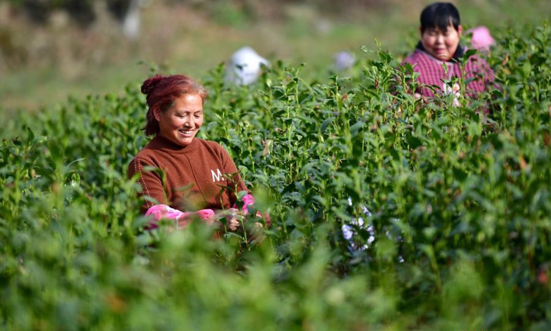 Tea enters harvest season in China - Global Times