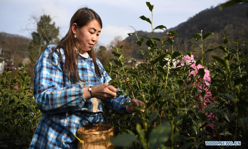 Tea enters harvest season in China - Global Times