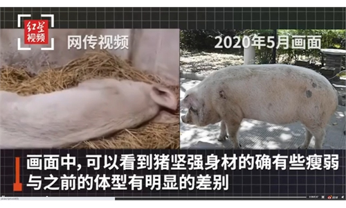 Legendary pig emaciated due to age not sickness, says breeder - Global ...