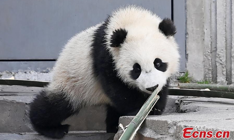 Giant panda cubs enjoy spring day - Global Times