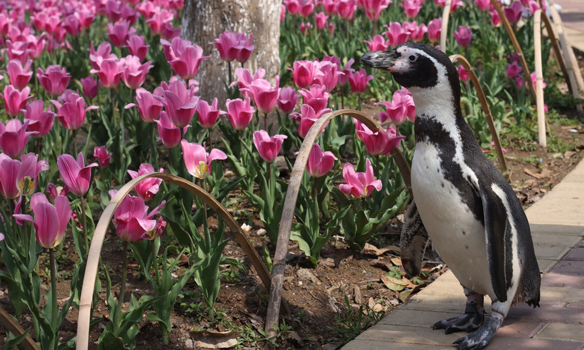 Penguin in E China visits park - Global Times