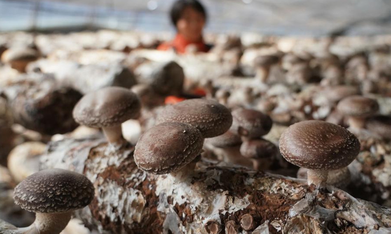 Farmers harvest edible fungi in Hebei - Global Times