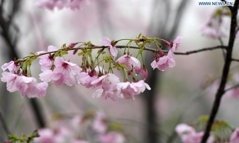 Cherry blossoms at Yuyuantan Park in Beijing - Global Times