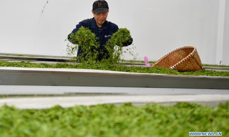 Traditional tea processing in Hangzhou - Global Times