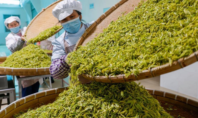Locals busy harvesting, processing tea in Lishui, Zhejiang - Global Times