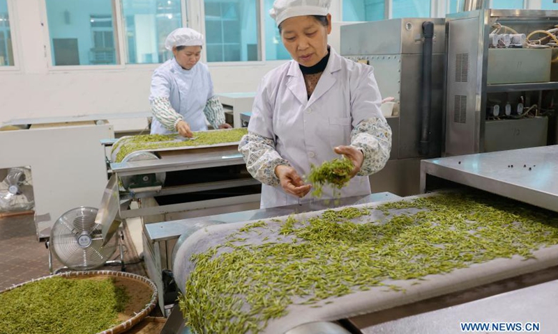 Locals busy harvesting, processing tea in Lishui, Zhejiang - Global Times