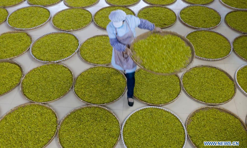Locals busy harvesting, processing tea in Lishui, Zhejiang - Global Times