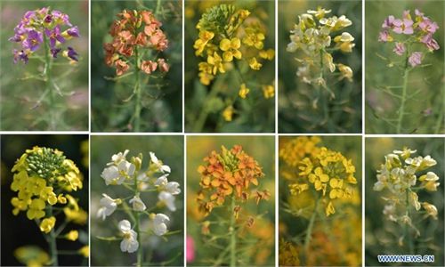 Professor develops high-valued new products to extend cole flower ...