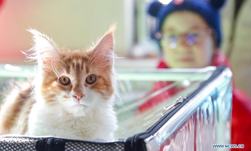 Cat show held at Sokolniki Park in Moscow - Global Times