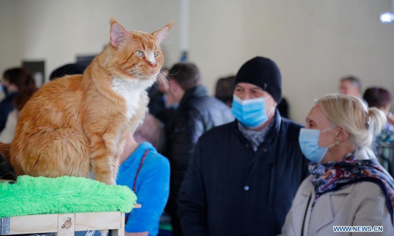 Cat show held at Sokolniki Park in Moscow - Global Times