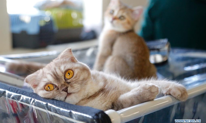 Cat show held at Sokolniki Park in Moscow - Global Times
