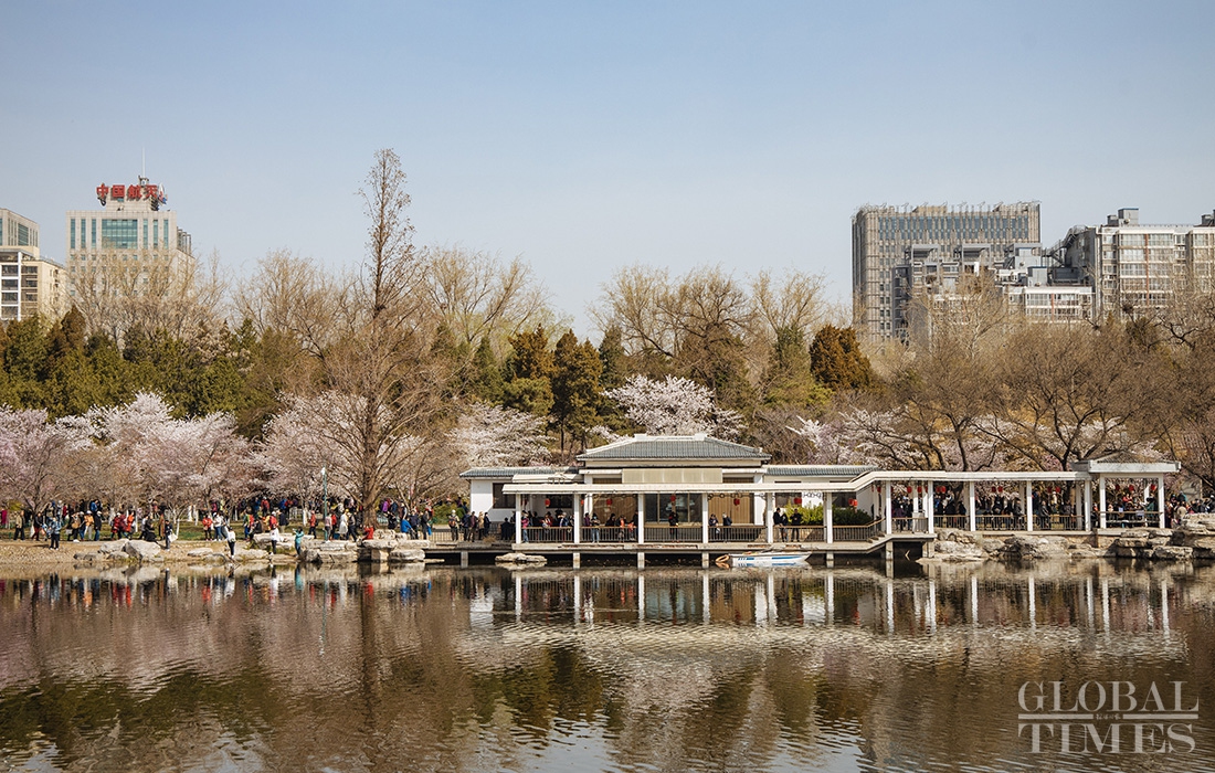 Cherries in Beijing's Yuyuantan Park enter full blossom - Global Times