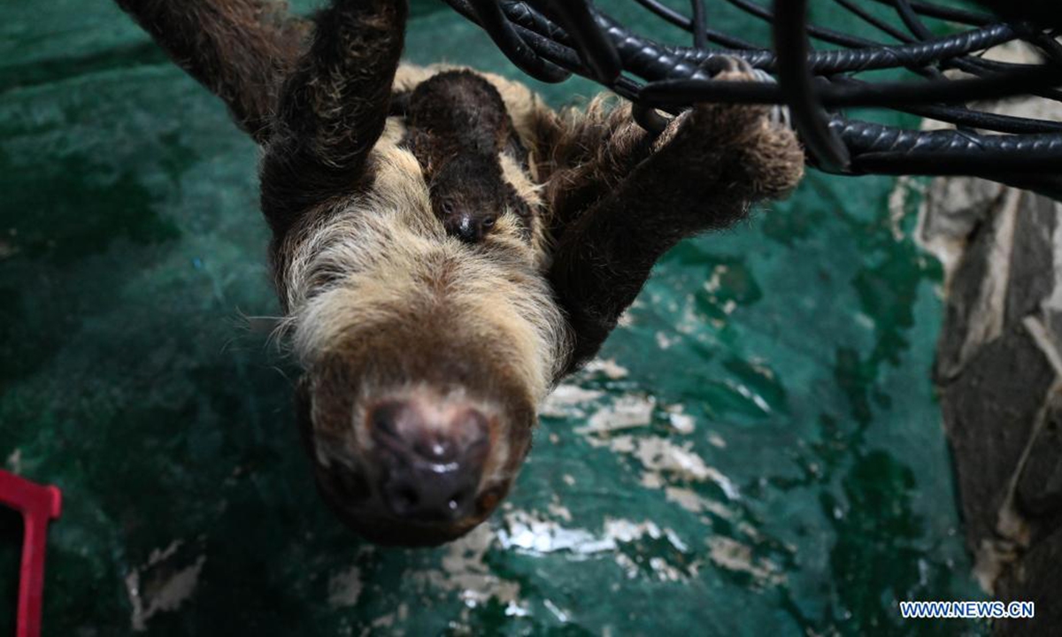 Sloth baby meets public at Hefei aquarium - Global Times