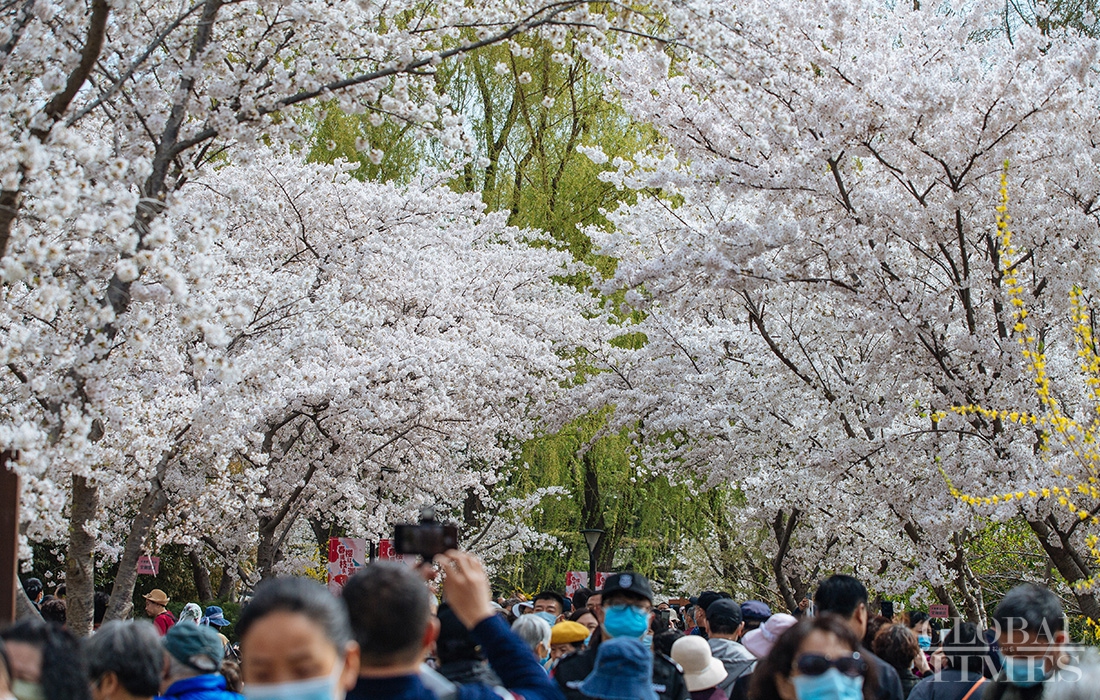 Cherries in Beijing's Yuyuantan Park enter full blossom - Global Times