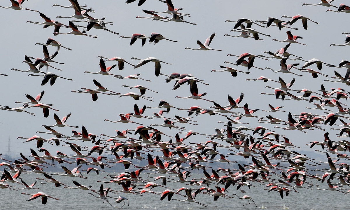 In Tunis, flamingos wade by waste in key African wetlands - Global Times