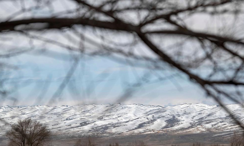 Snow-covered forest of Tianshan Mountains in Xinjiang - Global Times