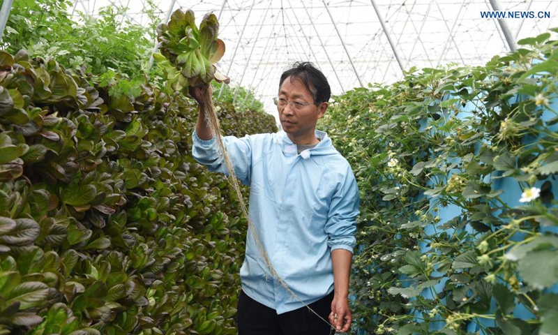 Soilless cultivation systems at greenhouse save land, labor in Anhui ...