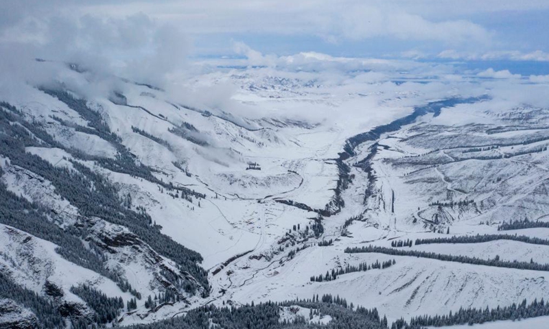 Snow-covered forest of Tianshan Mountains in Xinjiang - Global Times