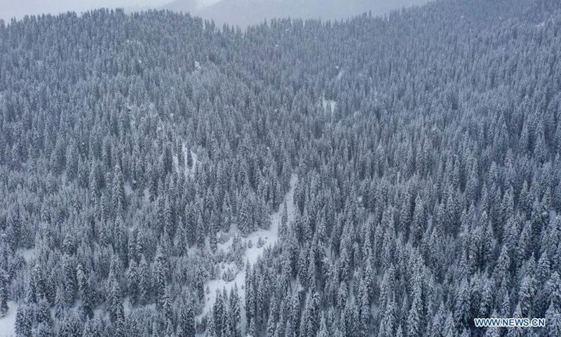 Snow-covered forest of Tianshan Mountains in Xinjiang - Global Times