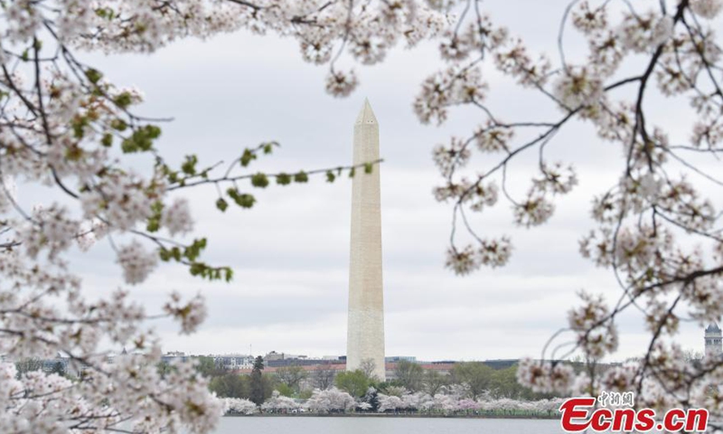 Cherry blossom season arrives in Washington DC - Global Times