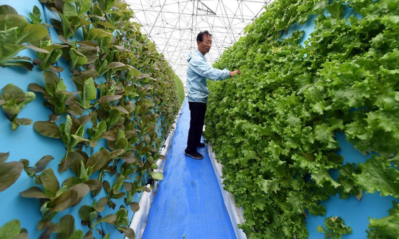 Soilless cultivation systems at greenhouse save land, labor in Anhui ...