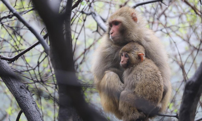 Macaques at Shennong Mountain scenic area in Henan - Global Times