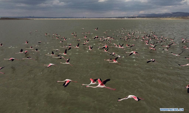 Flamingos fly over Mogan Lake in Ankara, Turkey - Global Times