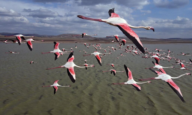 Flamingos fly over Mogan Lake in Ankara, Turkey - Global Times