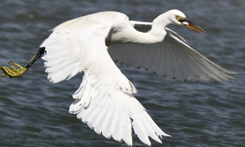 Water birds forage as spring arrives! - Global Times