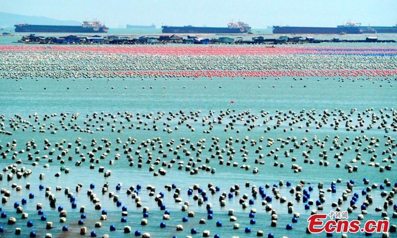 Aquaculture floats at sea farm in Lianjiang, Fujian - Global Times