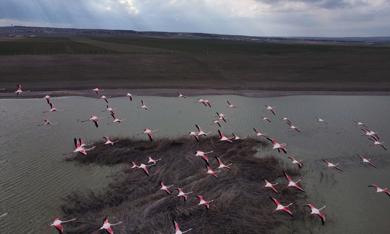 A flamboyance of flamingos in Turkey - Global Times