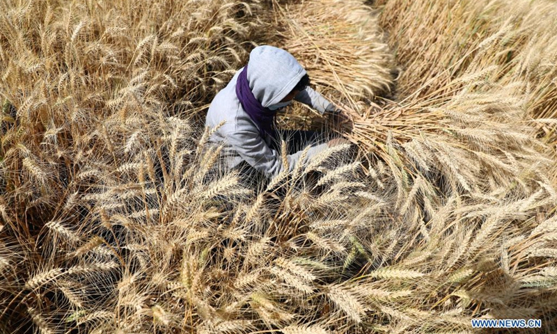 Farmers harvest wheat at fields in Egypt - Global Times