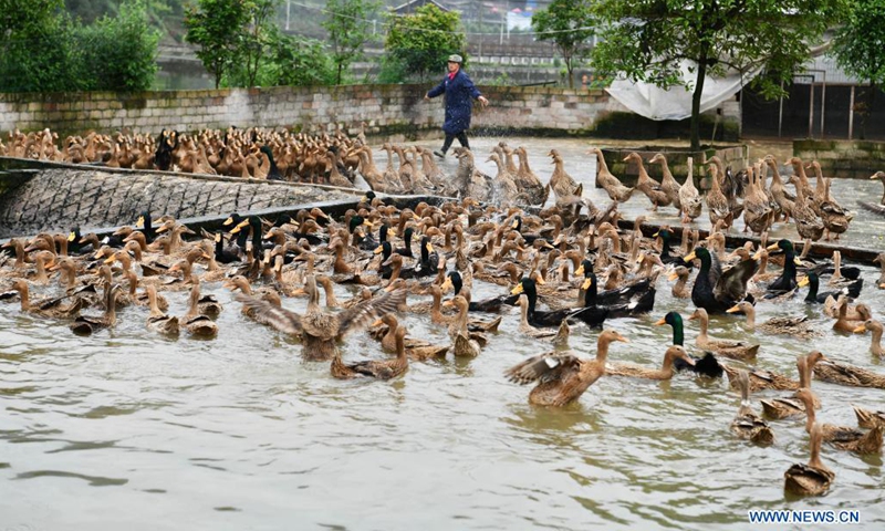 Sansui County develops duck industry to enrich people in China's ...