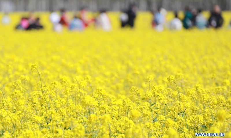 Tourists enjoy blooming flowers in Gu'an County, Hebei - Global Times