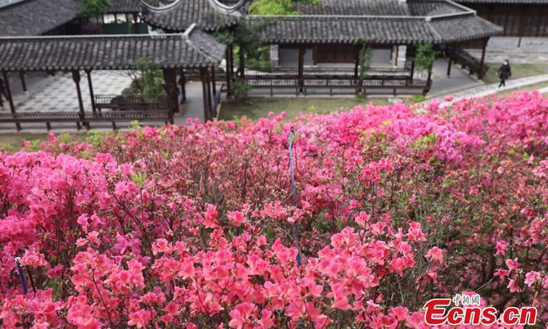 Azalea flowers bloom under Ming Dynasty City Wall in Nanjing - Global Times