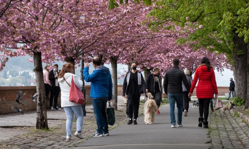 Cherry blossom in Budapest, Hungary - Global Times