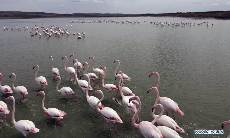 Flamingos seen in lake near Ankara, Turkey - Global Times