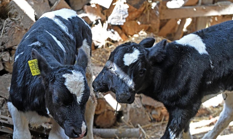 Two-headed calf seen in Lazec, North Macedonia - Global Times