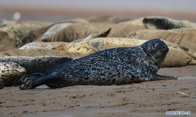 Spotted seals seen in northeast China's Liaoning - Global Times